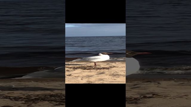 #пляж #птицы #красота