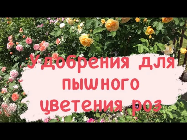 РОЗЫ будут цвести как сумасшедшие ‼️ Удобрение для роз, проверено временем ?.mp4