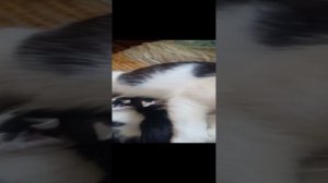 VID_20210721_152554.mp4