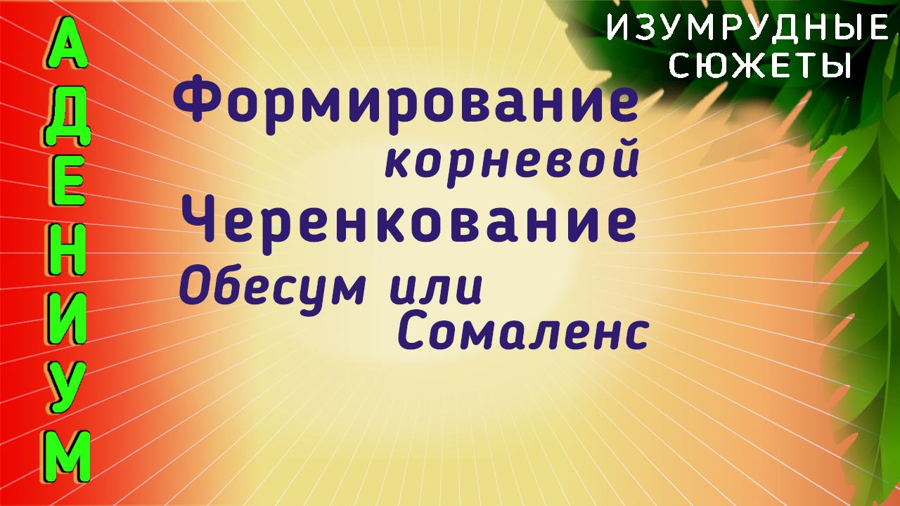 Формирование Корневой Адениума. Черенкование. Адениум Обесум или Сомаленс.