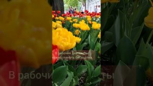 Фестиваль тюльпанов в СПб в 2023г. В рабочие дни цветы можно глянуть бесплатно. Много клумб