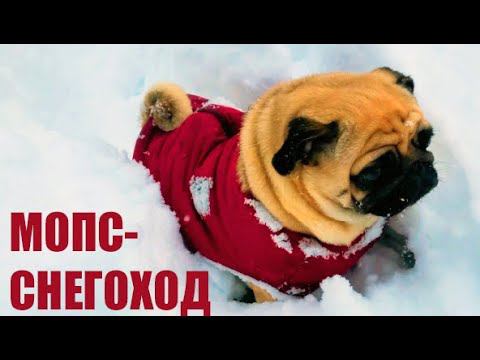 Мопс-снегоход#shorts