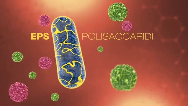 Пробиотик штамм Lactobacillus casei DG