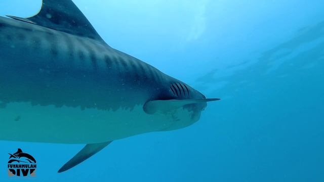 Face To Face To Tiger