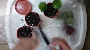 نحوه قلمه زدن برگ بنفشه آفریقایی   How To PROPAGATE AFRICAN VIOLETS From Leaf