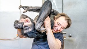 Играем с обезьяной шимпанзе перед выступлением в цирке Астаны