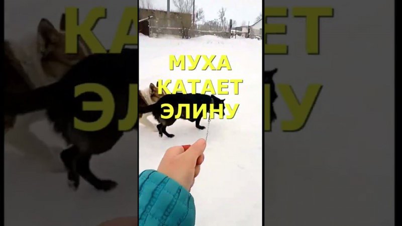 Элина и " Муха" катают друг друга на санках