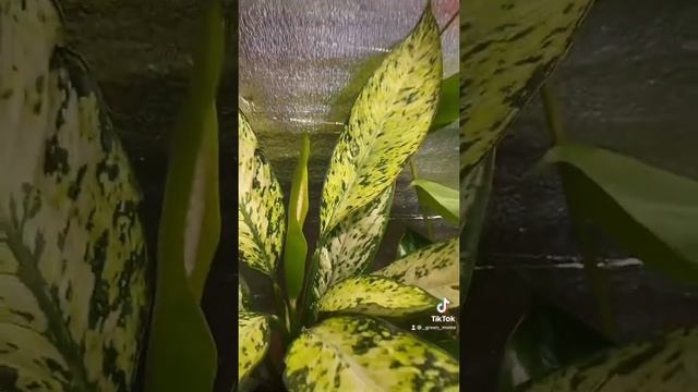 Диффенбахия Визувий цветёт.