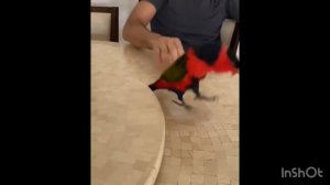 Попробуй не засмеяться! Забавные животные!😹