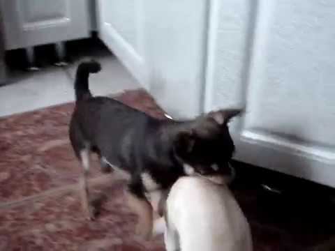 чихуахуа Л Ореаль и Л.Д. Зайка-Зазнайка 2009 год