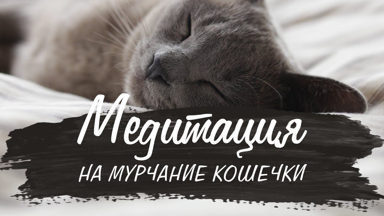 Медитация на мурчание кошечки | Бомба милоты для поднятия настроения | Как мурлыкают кошки