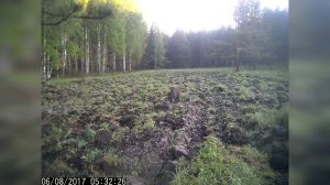 Кабаны и лоси на кормовом поле + мой первый кабанчик