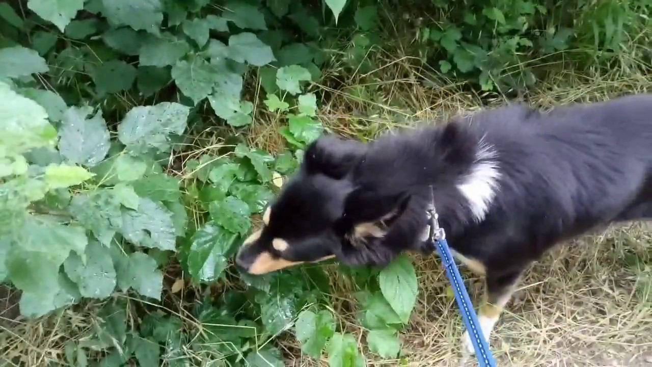 Слушаем с Диной пенье птиц и летний гром. 20.06.2020