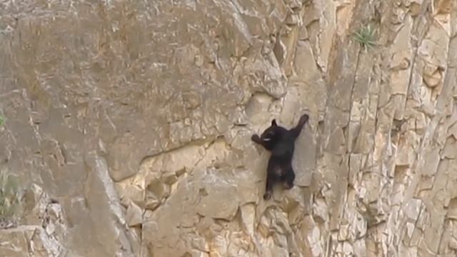 Медведи не только по деревьям лазят.