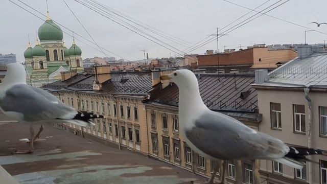 Приметы одного города.