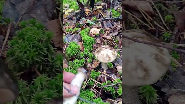 Как выглядит черноголовик ?)