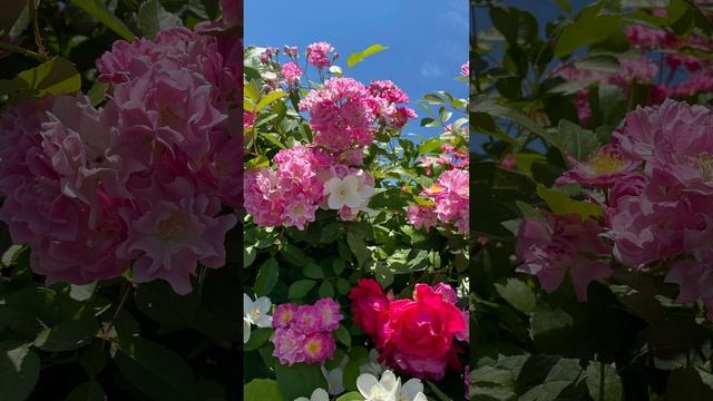 КАК СОЗДАТЬ КРАСИВЫЙ САД НА СВОЕЙ ДАЧЕ