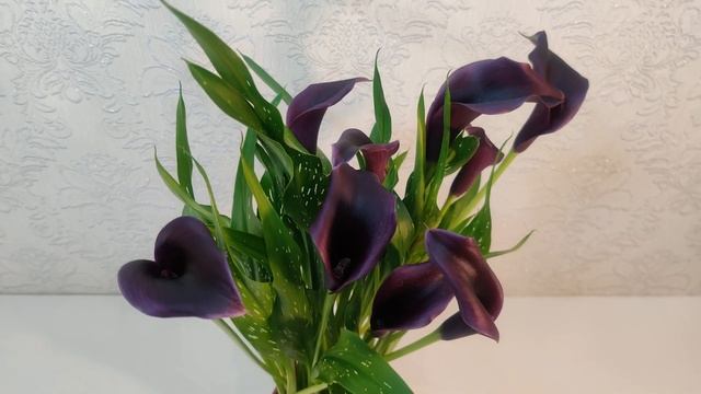 Цветы Вместе - Калла Лили Блэк Calla Lily Black 14/40