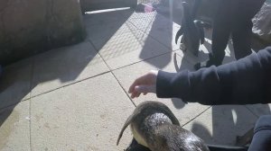 Meet the Penguins! (ZSL London Zoo)
