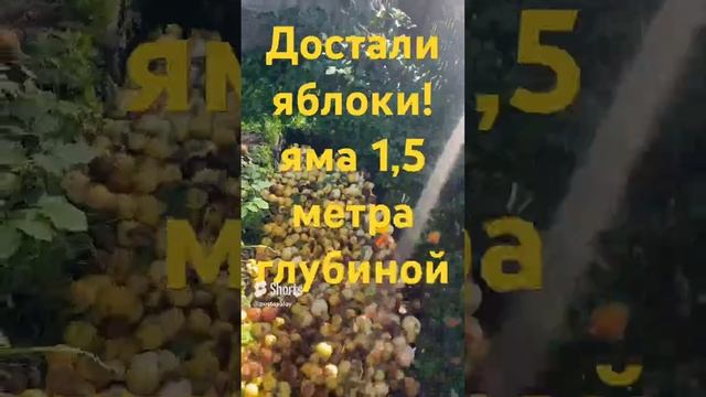 Достали яблоки! А как вы боретесь с таким количеством урожая? #урожай #смех #деревня