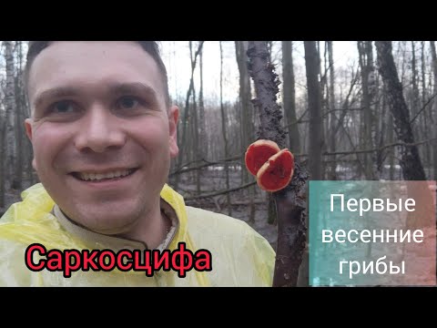 Первые весенние грибы. Первая вылазка
