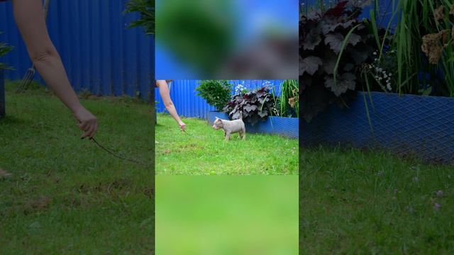 Американские Булли (красивые добряки)