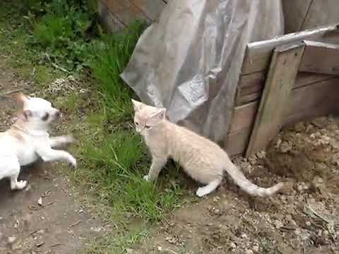 Чихуахуа Л Ореаль и кот Золик