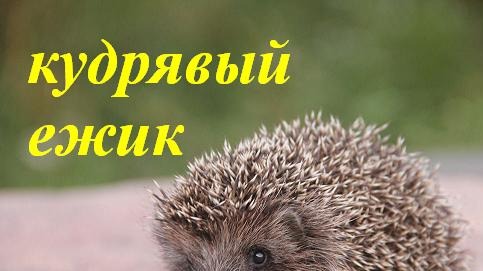 Кира Бородулина, сказка Кудрявый ёжик