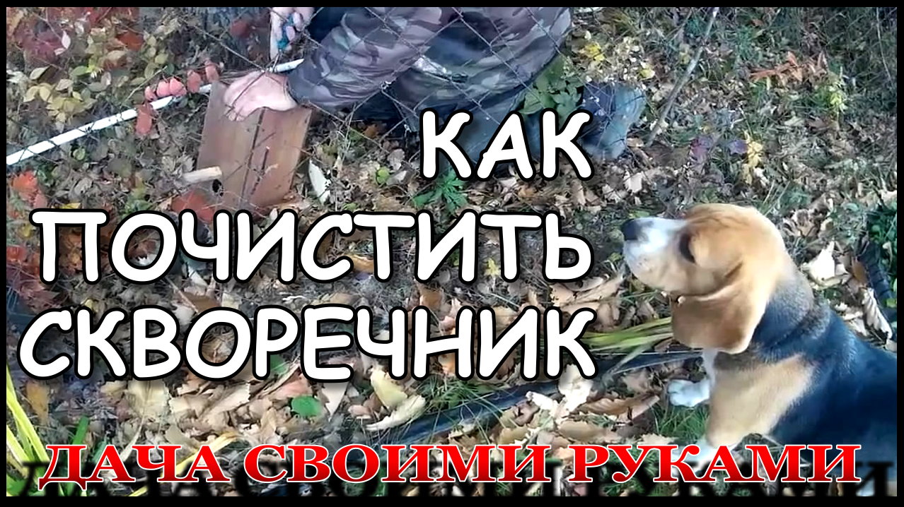 Как почистить скворечник и когда это делать.