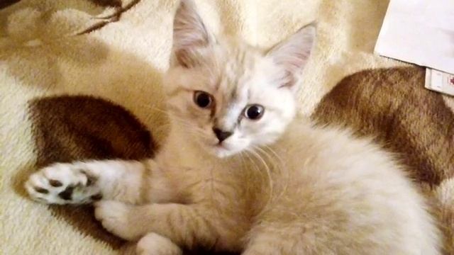 Проект от Сделай Своими Руками " Новогодние игрушки" отчет 19