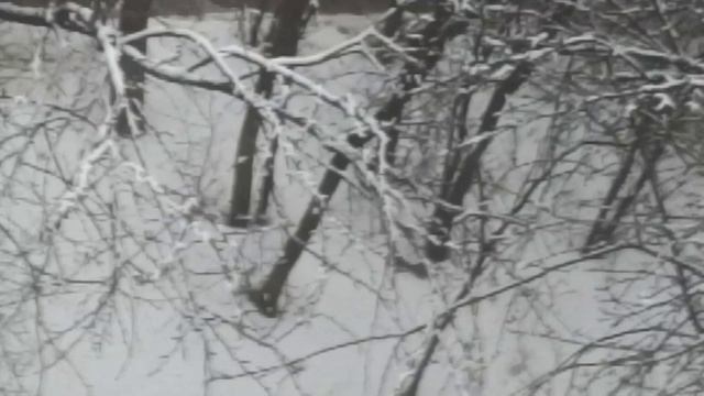 Белка по снегу 57835 VID_20231221_092647