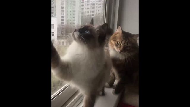 Кусь за попу