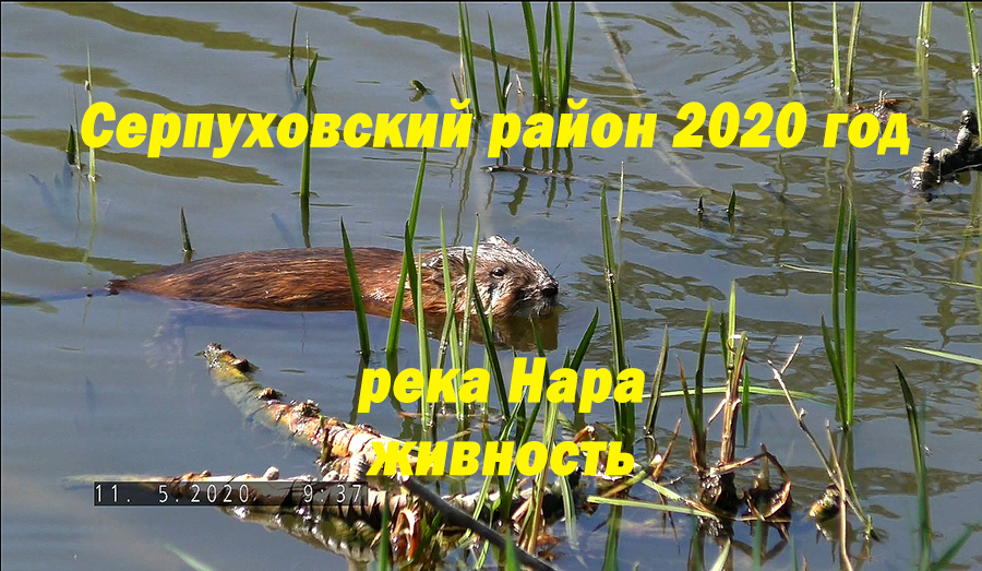 Серпуховский район . Река Нара . Живность . 2020 год .