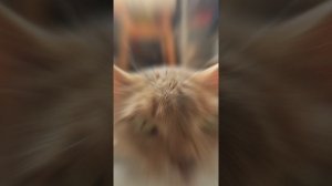 Котик Симба