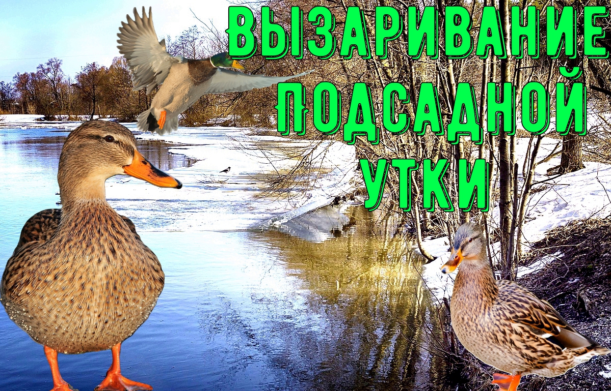 Как подготовить подсадную к сезону охоты?/Полный процесс подготовки УТКИ к охотничьему сезону!