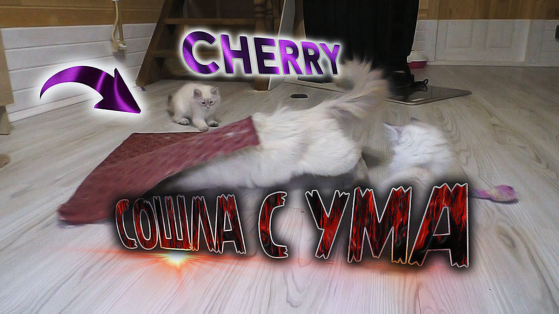 Cherry сошла с УМА! ? Взрослая кошка считает себя Котенком!