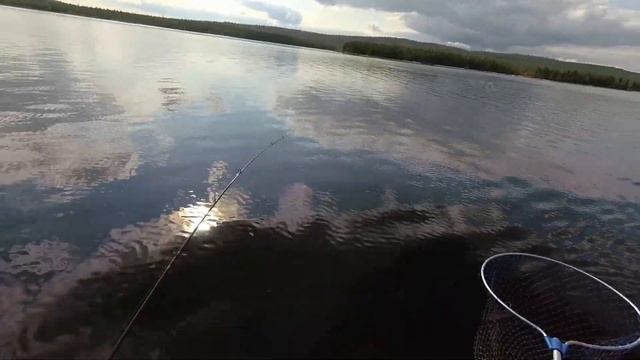 Кумжа выпрыгнула из лодки!.mp4