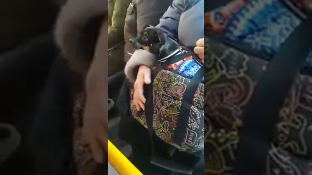 Путешествие собачки  в сумке