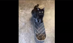 Бродячий котёнок стал лучшим другом