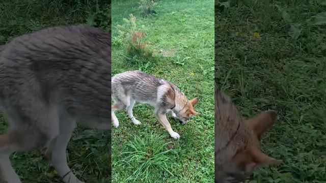 Чехословацкий влчак, щенки