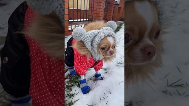 Чихуахуа. На ручки хочу!