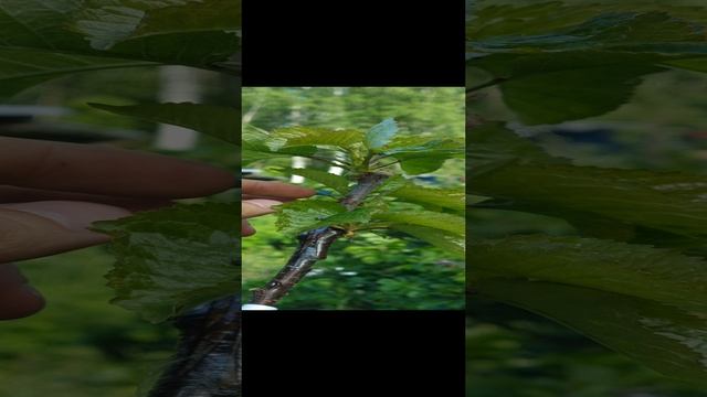 дерево сад черешня