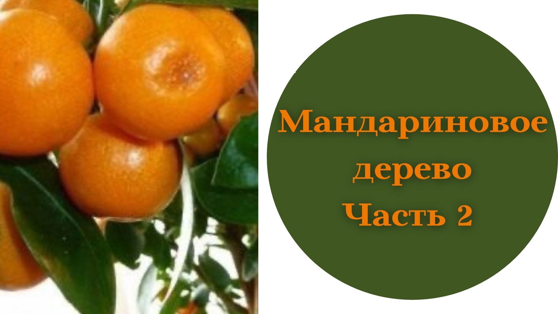 МАНДАРИНОВОЕ ДЕРЕВО ИЗ КОСТОЧКИ. ЧАСТЬ 2