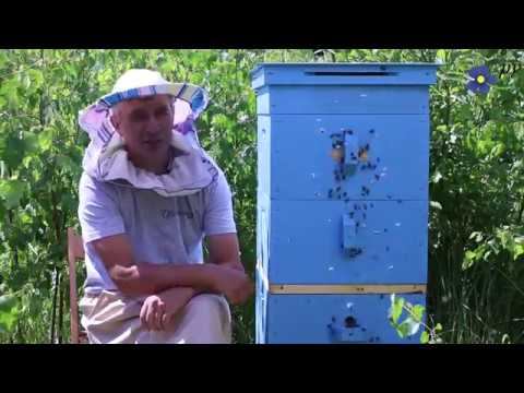 Привыкание пчел