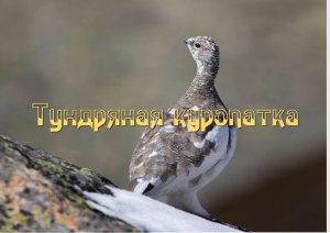 The Hunter classic(Тундряная куропатка)