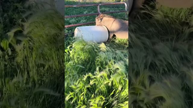 Подарите уже этому ослу большой мяч!