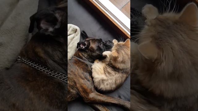 They love each other 😉 #boxerdog #dog #siberiancat #cat