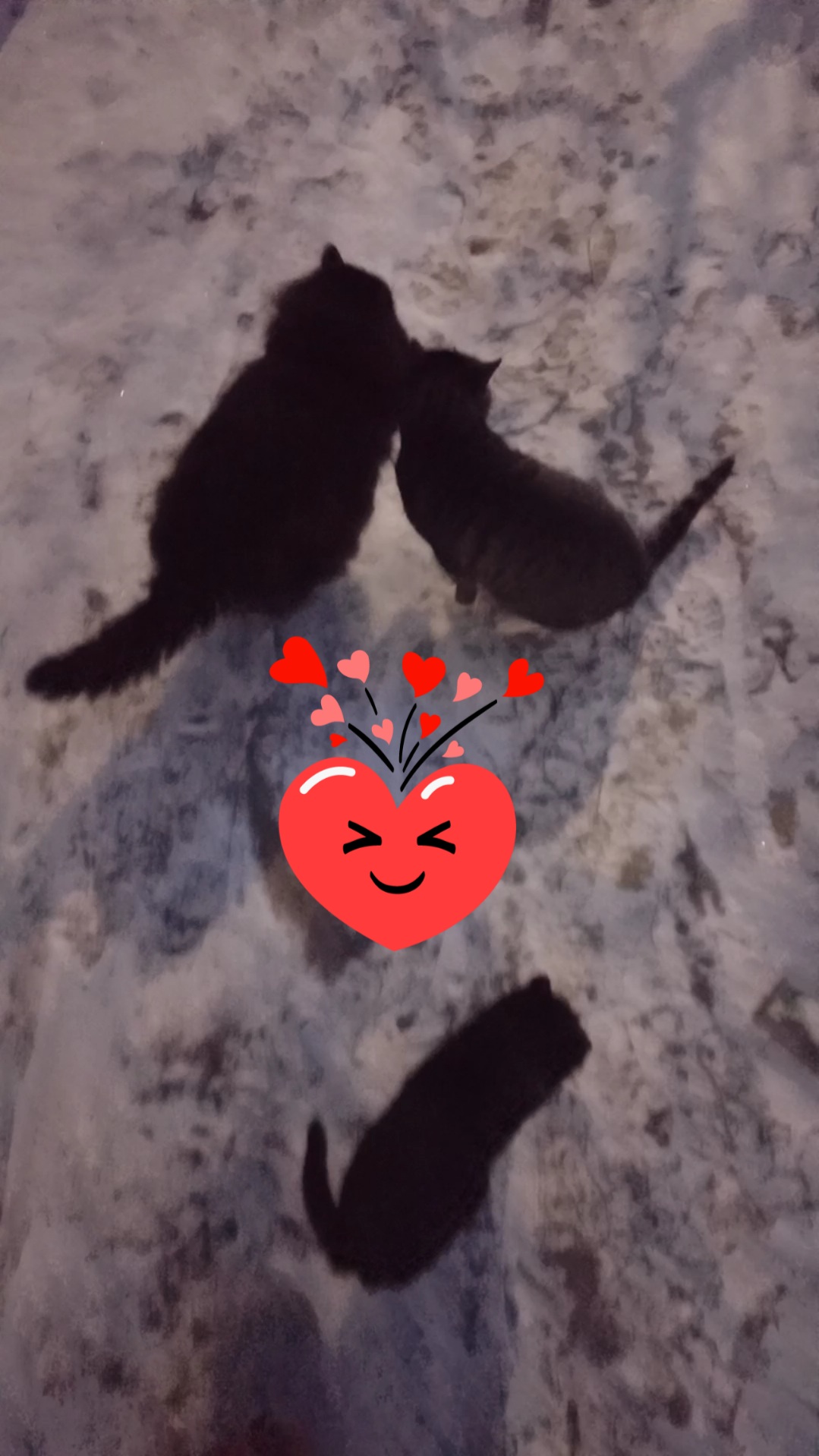Котики дружно меня сопровождают.