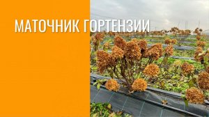 Маточник гортензии