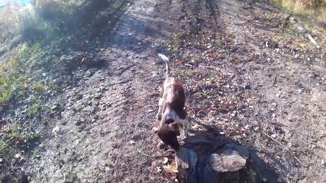 очищаю проезд от пня, мой пруд в аренде